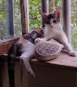 Skitty Escobar Dueñas