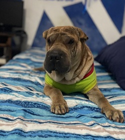 Donnie Abrego Serrano